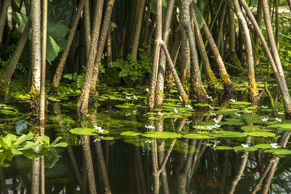 Tropisch Foto & Bild | europe, schweiz & liechtenstein, kt. basel-stadt ...