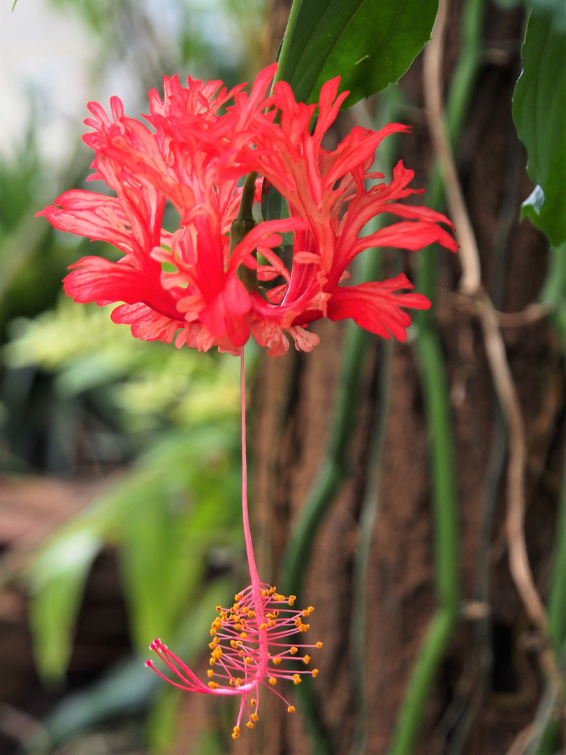 Tropische Blüten Foto & Bild | deutschland, europe, hamburg Bilder auf ...