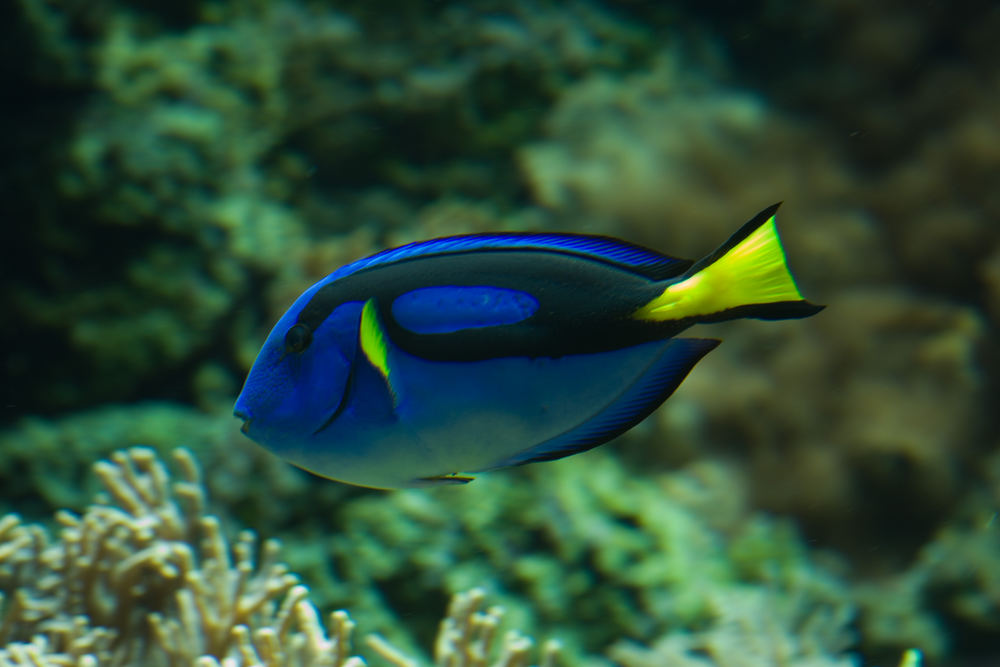 Tropische Fische Foto & Bild | tiere, zoo, wildpark & falknerei, zoo ...