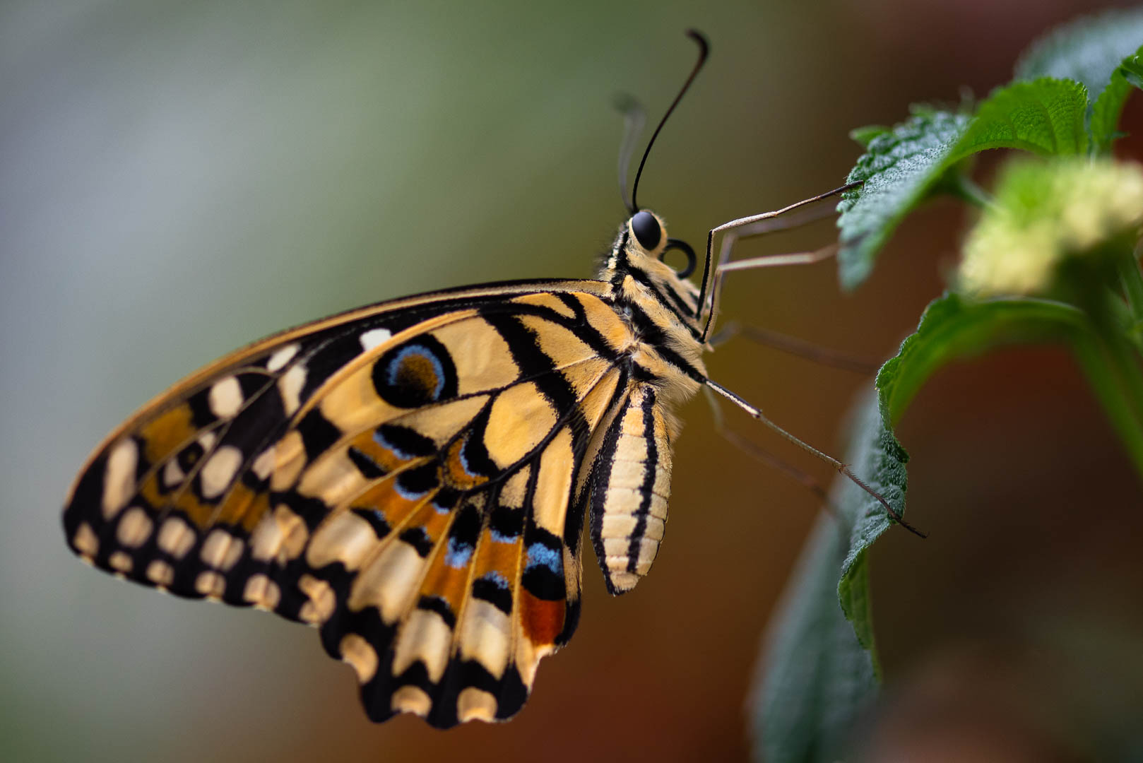 tropischer Falter III Foto & Bild | Bilder auf fotocommunity