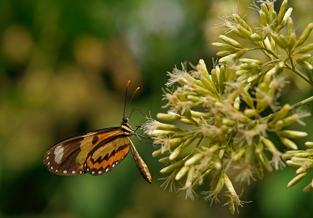 Tropischer Falter (Mechanitis lysimnia) Foto & Bild | natur ...