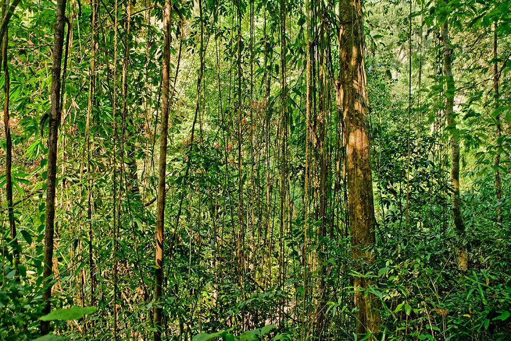 Tropischer Urwald Foto & Bild | landschaft, wald, thailand Bilder auf ...