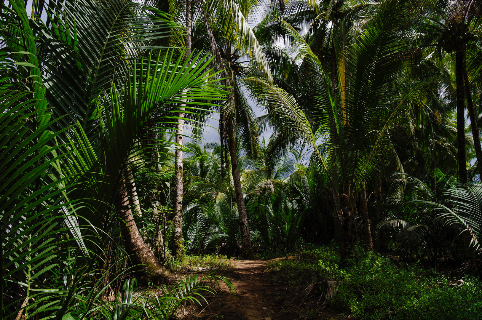 Tropischer Urwald auf Leyte Foto & Bild | wald, natur Bilder auf ...