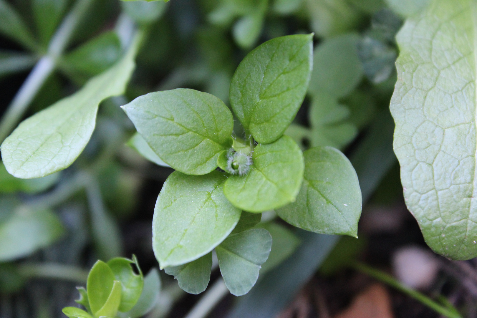 Trouvaille du jardin... photo et image | divers, nature Images ...