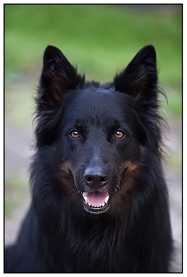 Troy, Harzer Fuchs Foto & Bild | tiere, haustiere, hunde Bilder auf ...