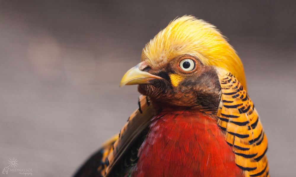 Trumps Tupet Foto & Bild | tiere, zoo, wildpark & falknerei, fauna ...