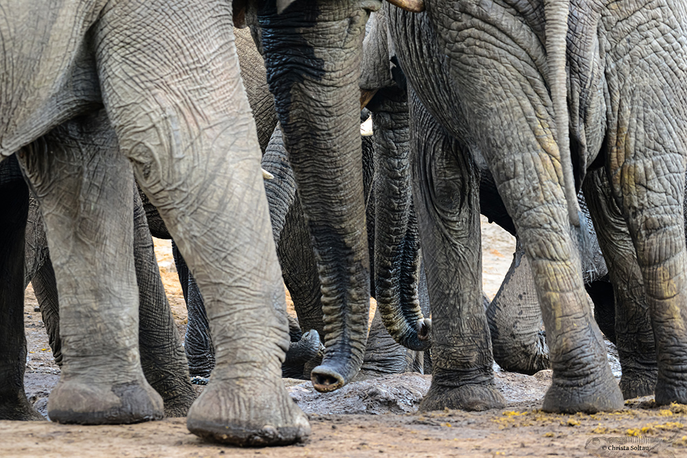 Trunks and legs Foto & Bild | fotos, natur, elefant Bilder auf ...