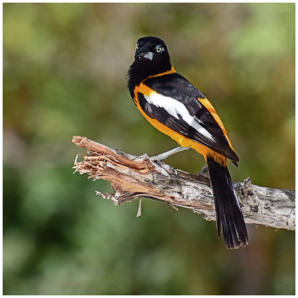 Trupial Foto & Bild | north america, central america, caribbean sea ...