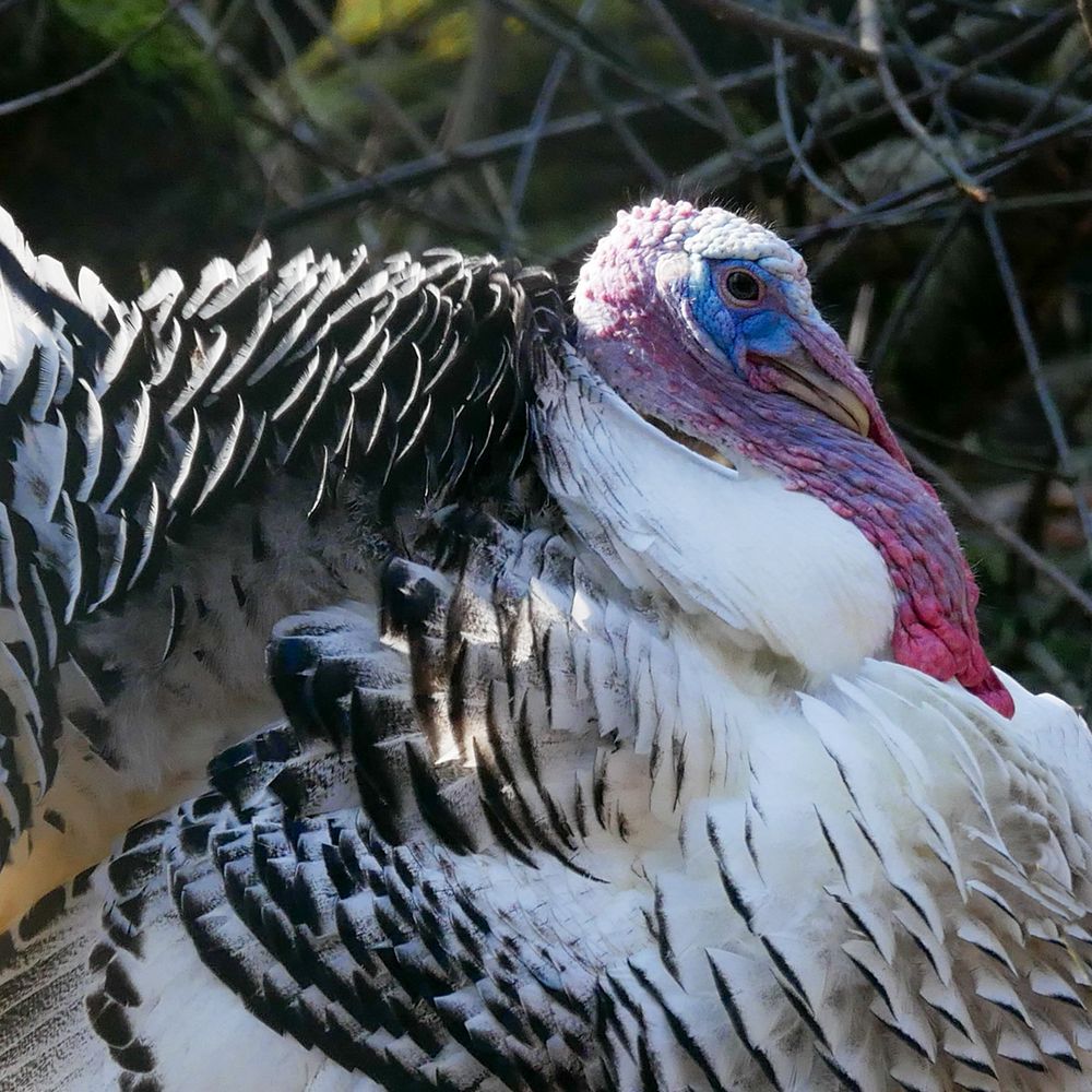 Truthahn Foto & Bild | deutschland, europe, hessen Bilder auf fotocommunity