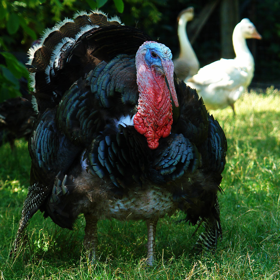 Truthahn Foto & Bild | tiere, haustiere, nutztiere Bilder auf fotocommunity