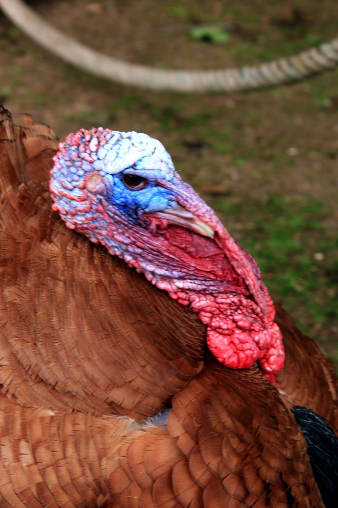 Truthahn Foto & Bild | natur, tiere, vögel Bilder auf fotocommunity