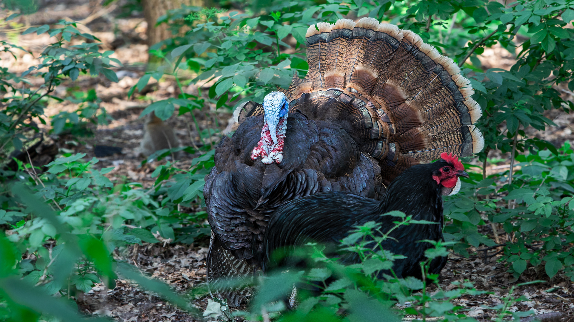Trut/Hahn Foto & Bild | deutschland, europe, nordrhein- westfalen ...