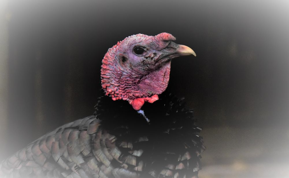 Truthahn Foto & Bild | tiere, haustiere, nutztiere Bilder auf fotocommunity