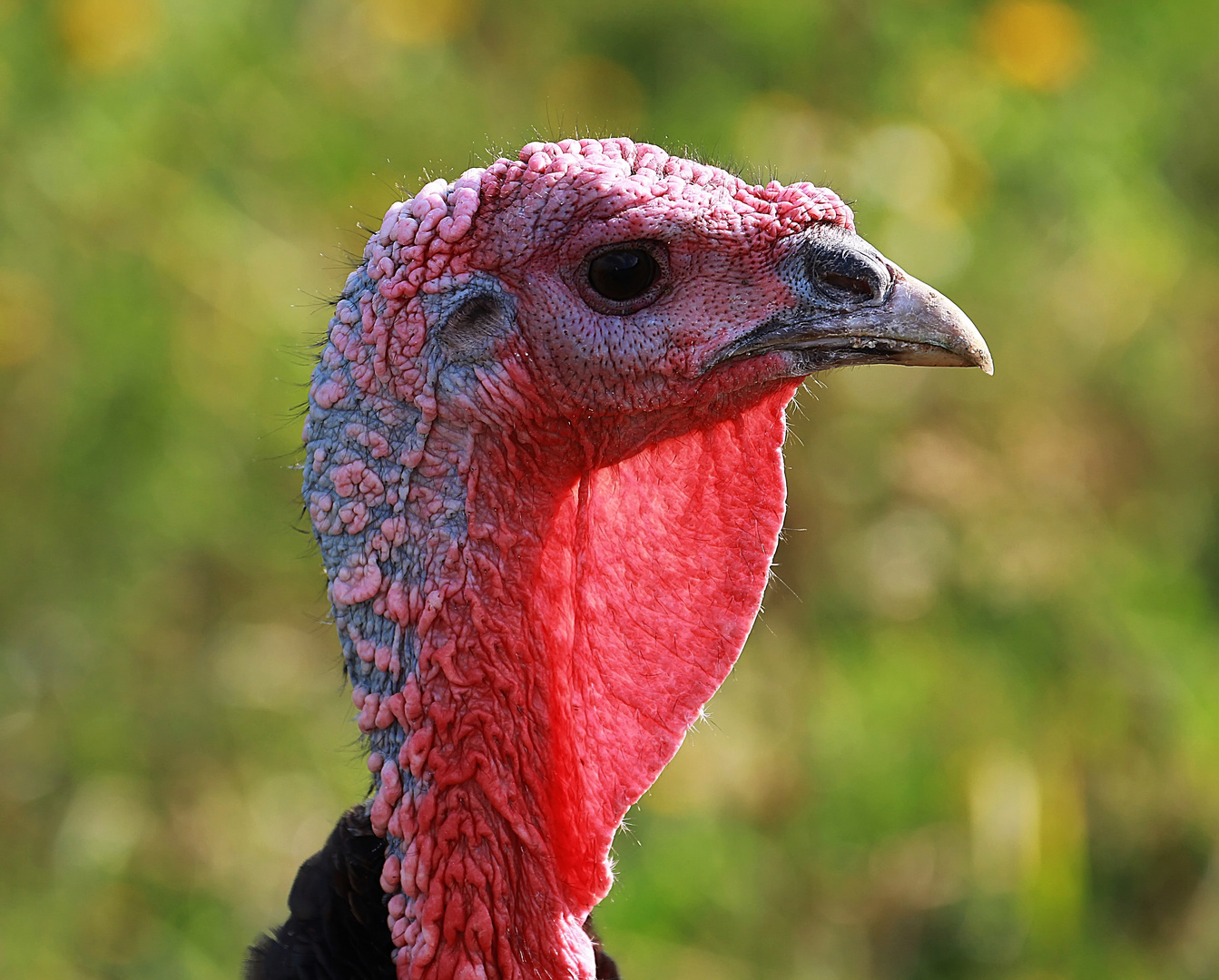 Truthahn Foto & Bild | tiere, haustiere, nutztiere Bilder auf fotocommunity