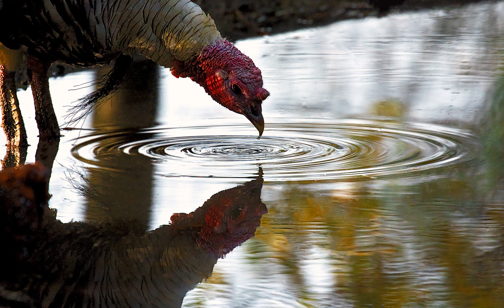 Truthahn Foto & Bild | landschaft, lebensräume, projekte Bilder auf ...