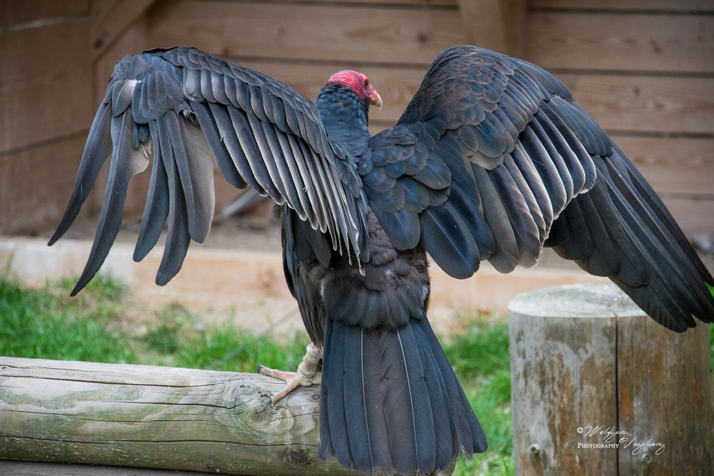 Truthahngeier Foto & Bild | tiere, natur, vögel Bilder auf fotocommunity