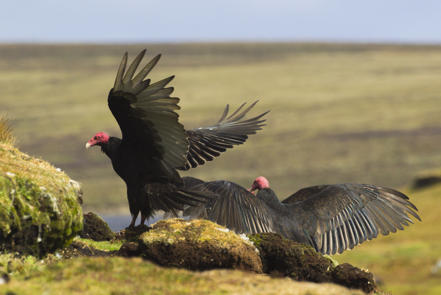 Truthahngeier Foto & Bild | tiere, wildlife, wild lebende vögel Bilder ...