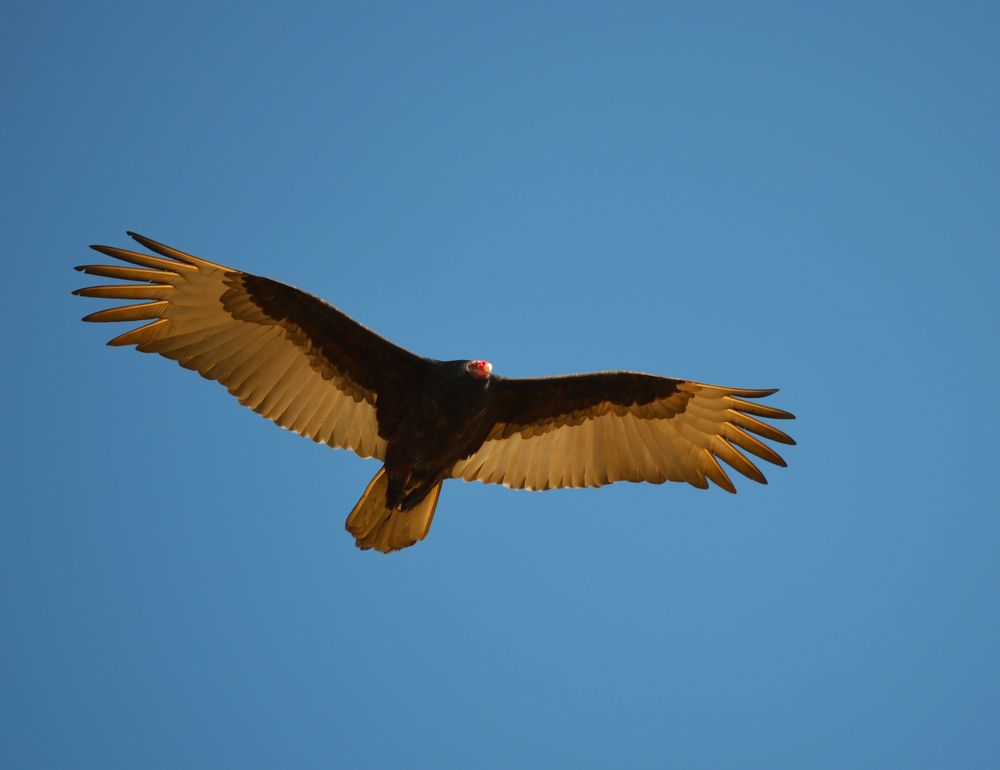 Truthahngeier Foto & Bild | usa, natur, vogel Bilder auf fotocommunity