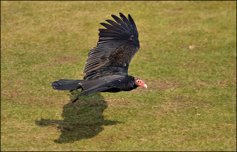 Truthahngeier LARISSA Foto & Bild | tiere, zoo, wildpark & falknerei ...
