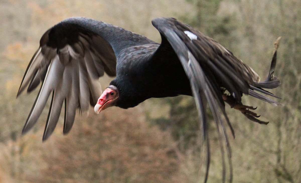 Truthahngeier "Loki" Foto & Bild | tiere, zoo, wildpark & falknerei ...