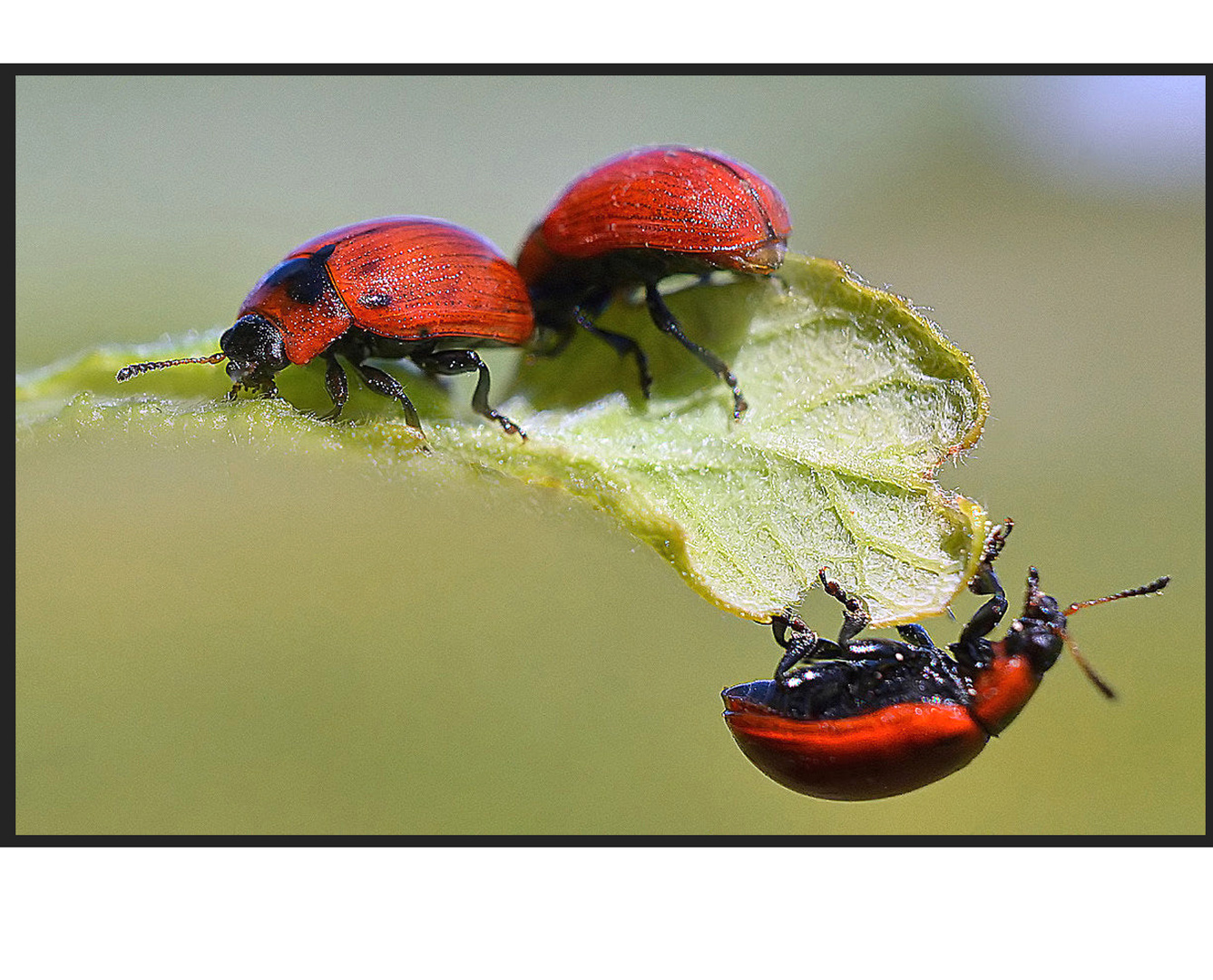 Tryse Foto & Bild | gamta, natur Bilder auf fotocommunity