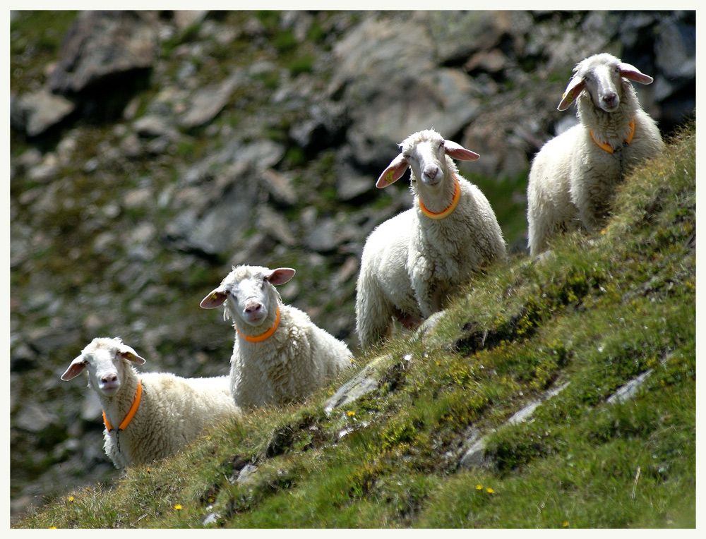 Tschüss ! Foto & Bild | tiere, haustiere, nutztiere Bilder auf ...