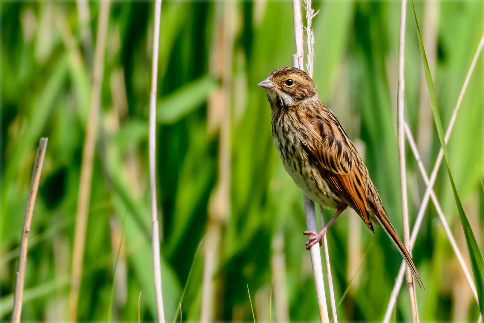 tschüss Foto & Bild | schilf, natur, vogel Bilder auf fotocommunity