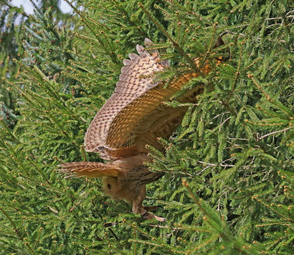 Tschüss 2022... Foto & Bild | tiere, zoo, wildpark & falknerei, vögel ...