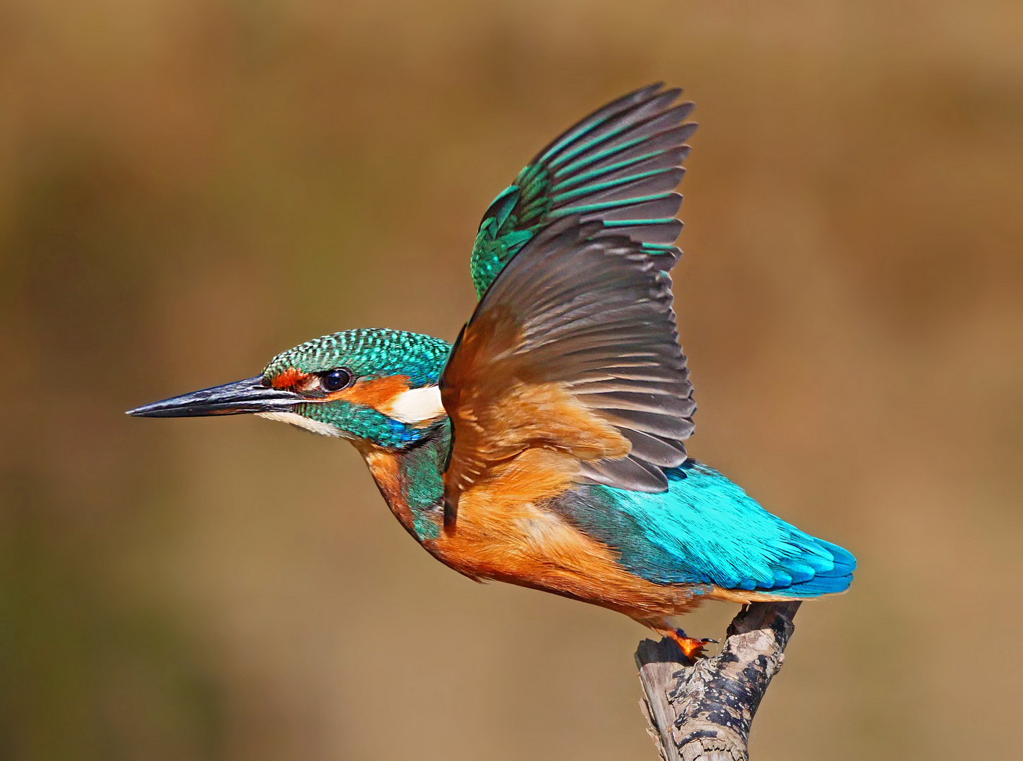 Tschüss Foto & Bild | tiere, wildlife, wild lebende vögel Bilder auf ...
