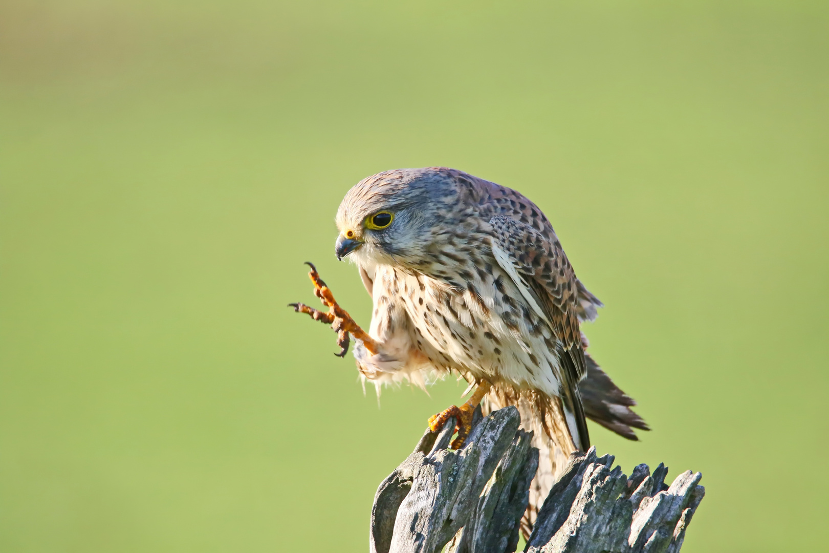 Tschüss :-) Foto & Bild | natur, tiere, vögel Bilder auf fotocommunity