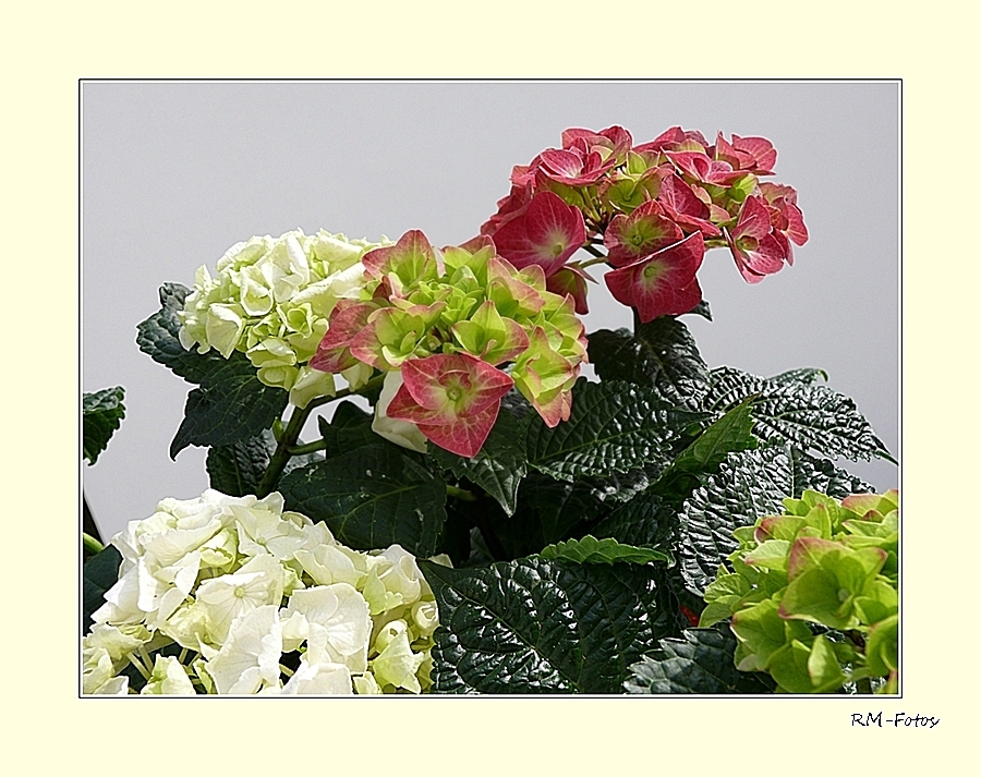 Tschüß Foto & Bild | pflanzen, pilze & flechten, natur Bilder auf ...