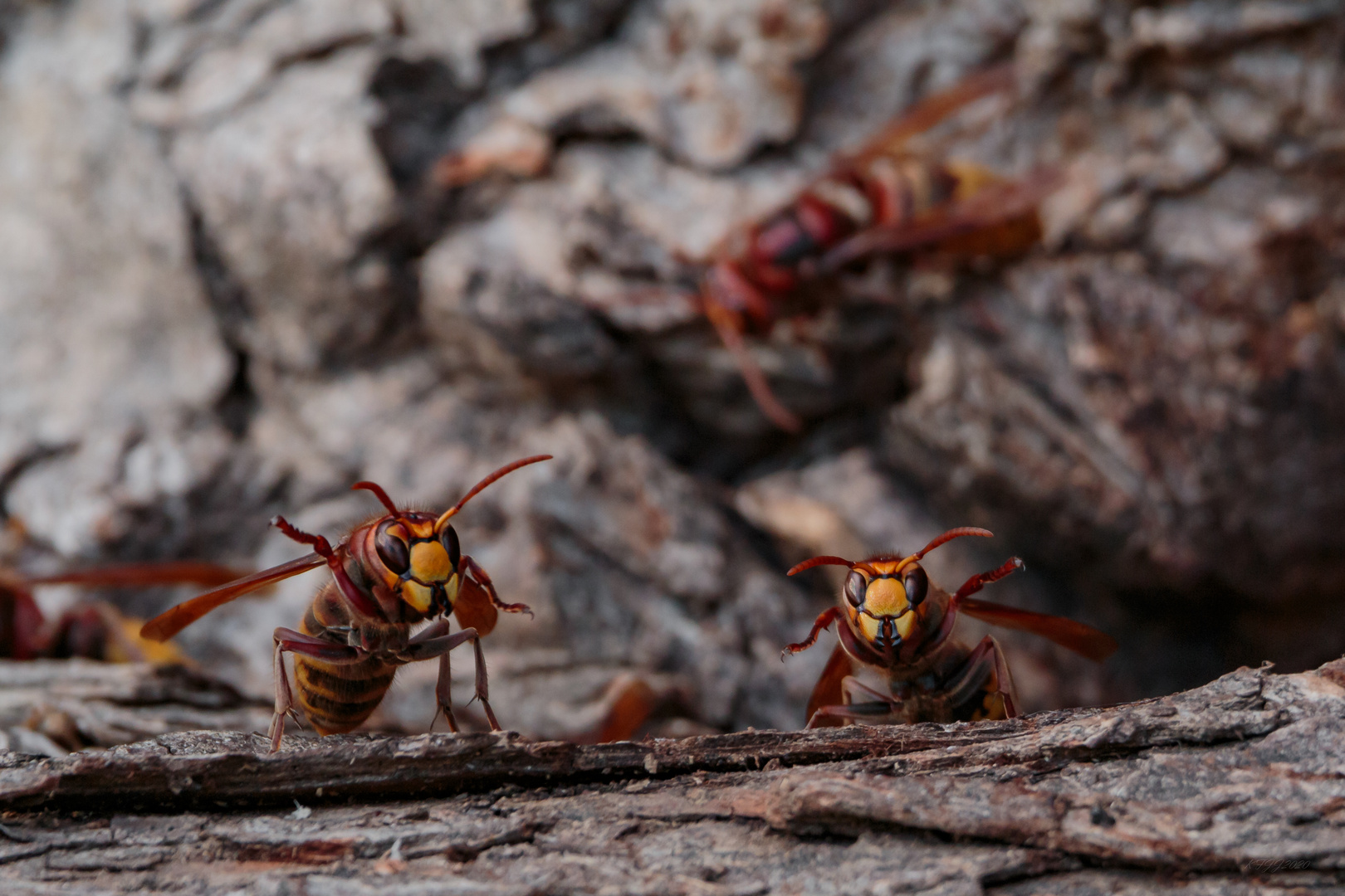 Tschüss Foto & Bild | tiere, wildlife, insekten Bilder auf fotocommunity