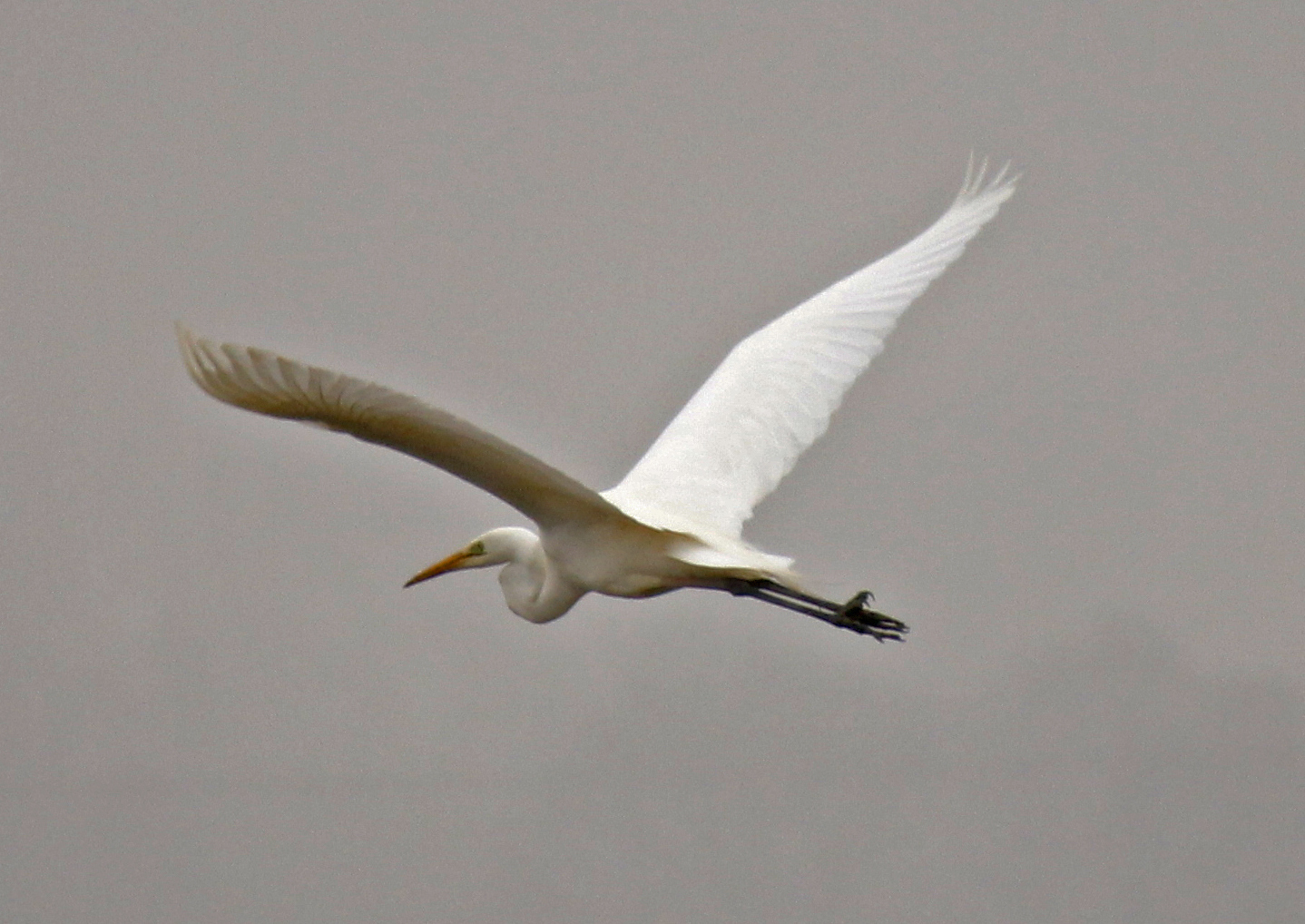 Tschüss... Foto & Bild | tiere, wildlife, wild lebende vögel Bilder auf ...