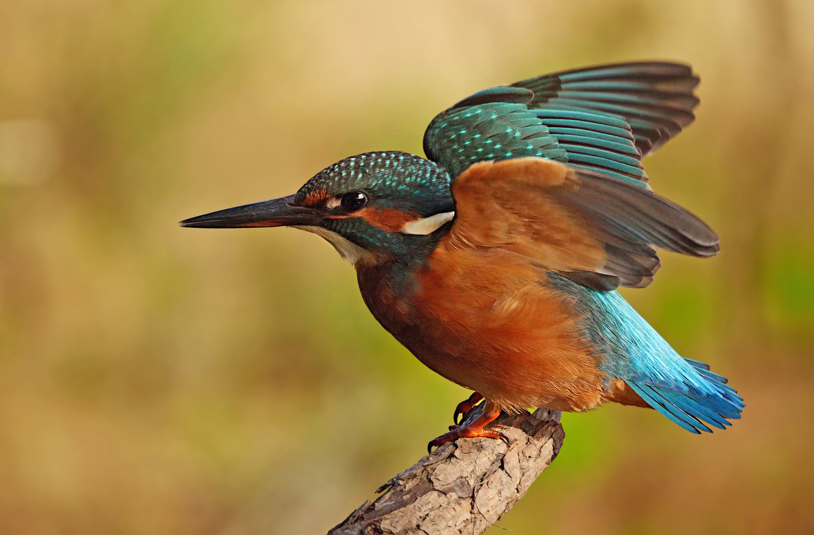 Tschüß Foto & Bild | tiere, wildlife, wild lebende vögel Bilder auf ...
