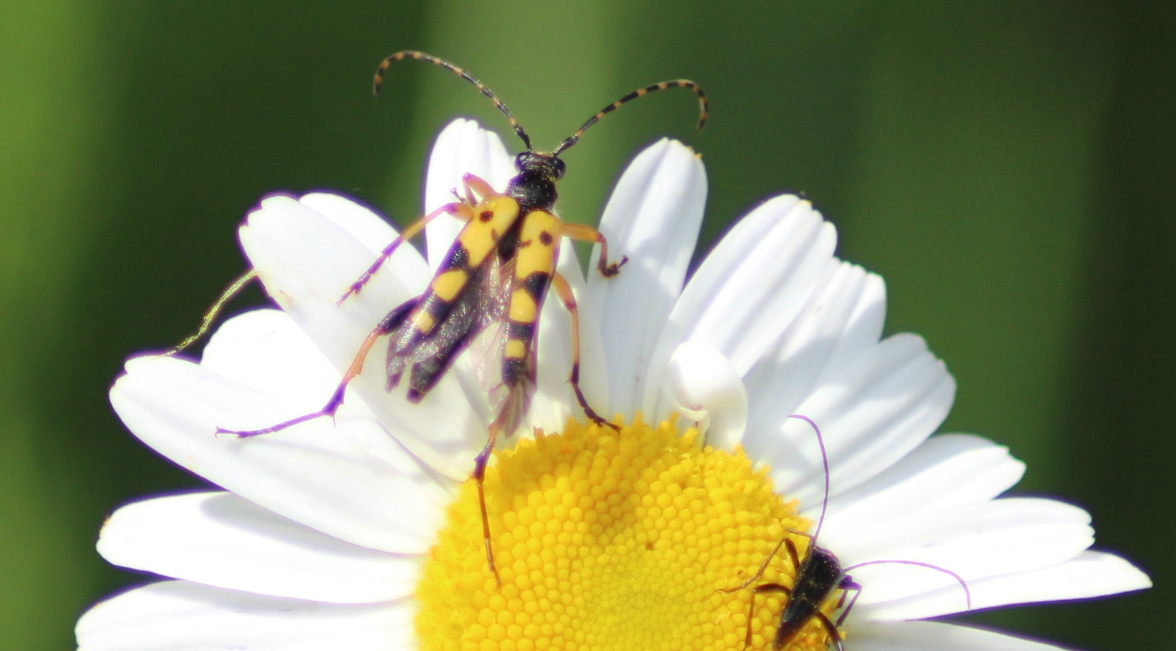 Tschüss Foto & Bild | tiere, wildlife, insekten Bilder auf fotocommunity