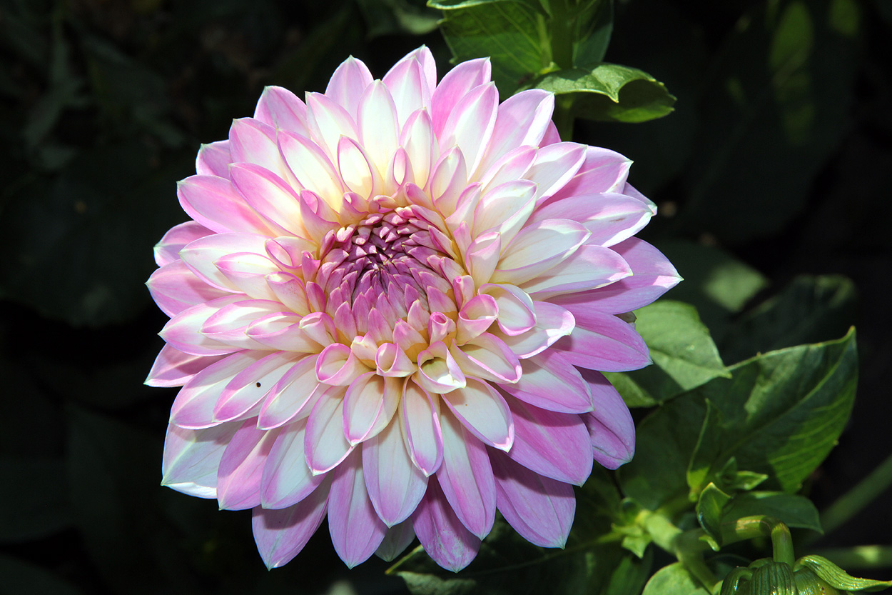 Tschüß... Foto & Bild | natur, pflanzen, dahlien Bilder auf fotocommunity