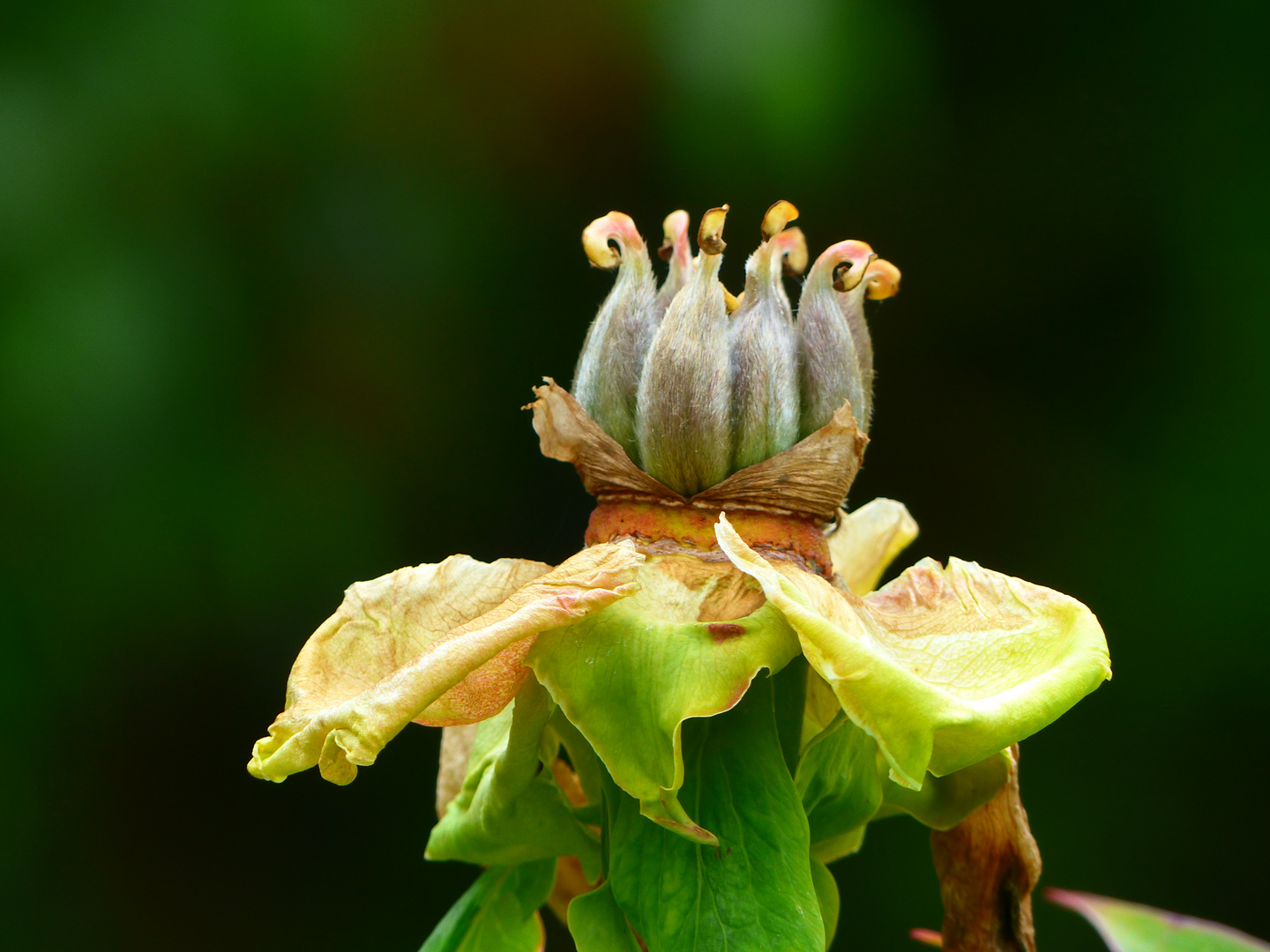 - Tschüss bis nächstes Jahr- Foto & Bild | pflanzen, pilze & flechten ...