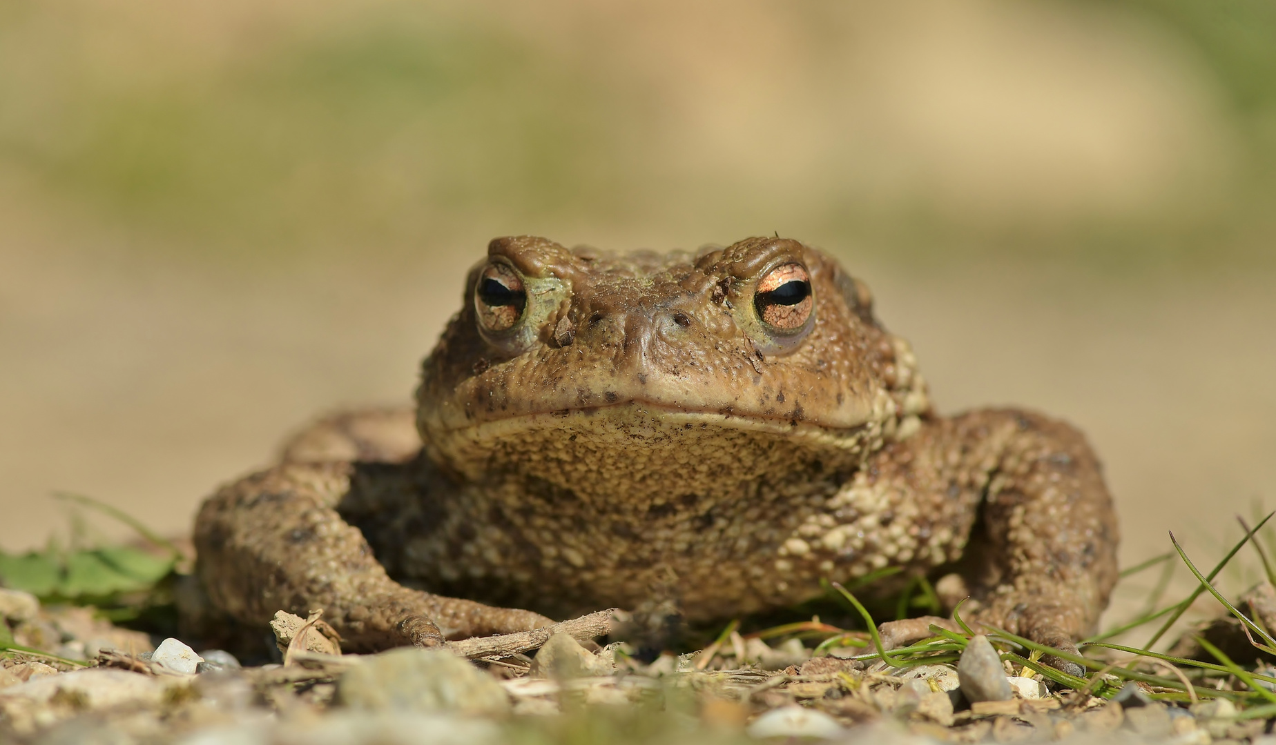Tschüss bis zum nächsten Frühjahr Foto & Bild | natur, tiere, wildlife ...