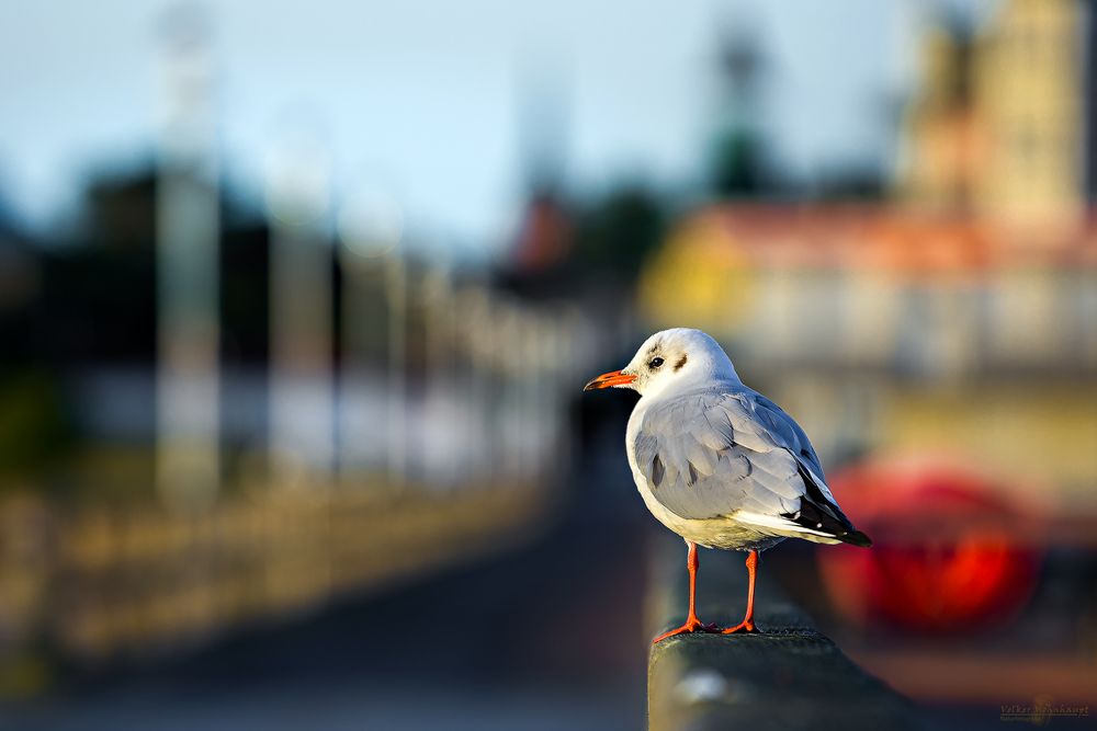 tschüss Foto & Bild | deutschland, europe, mecklenburg- vorpommern ...