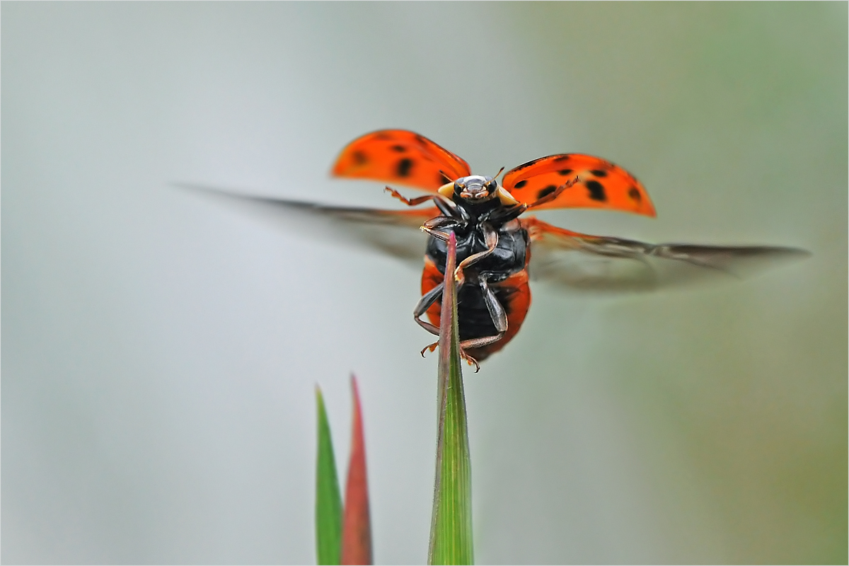 Tschüß Foto & Bild | tiere, wildlife, insekten Bilder auf fotocommunity