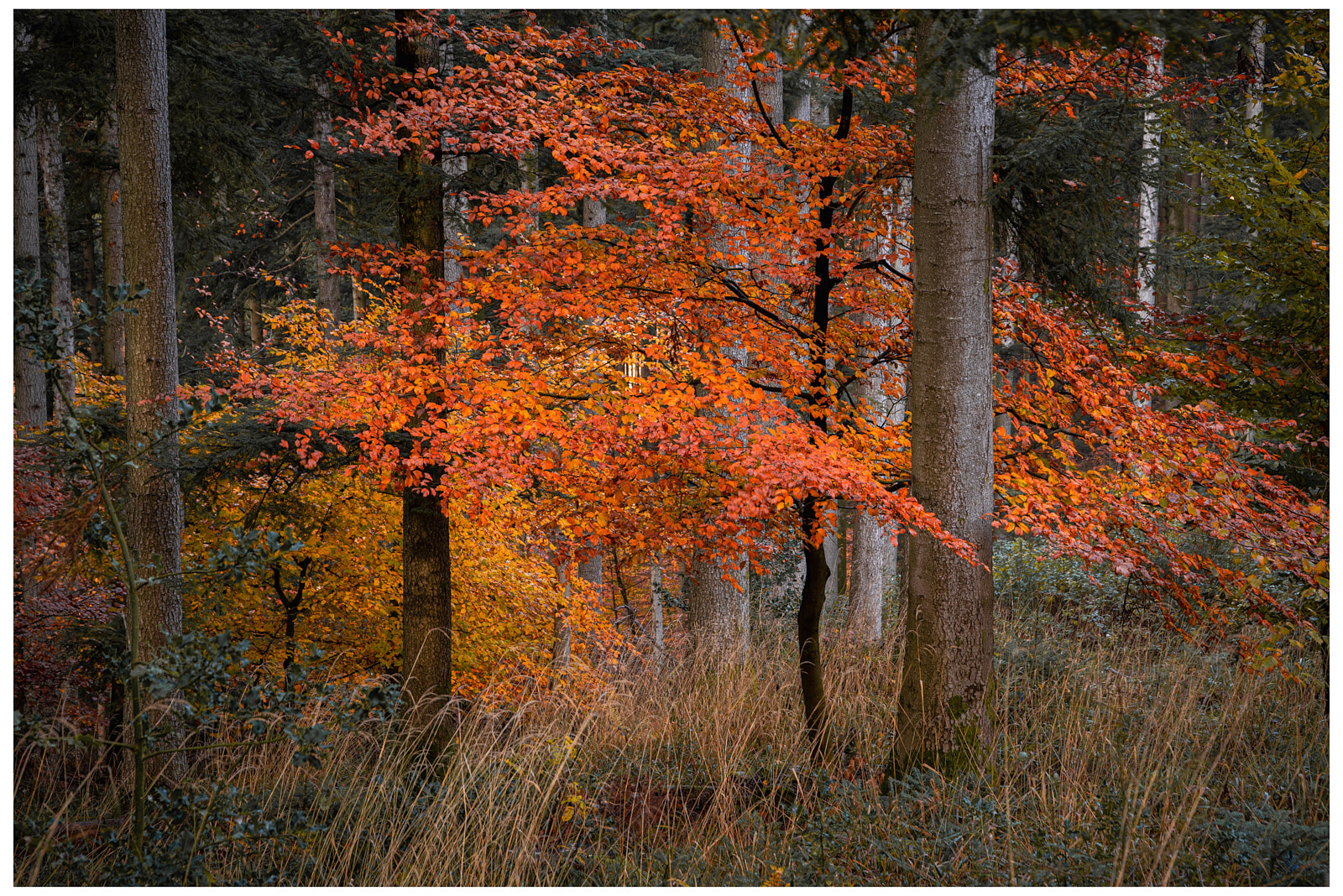 Tschüss Herbst 2023 ! Foto & Bild | landschaft, jahreszeiten, herbst Bilder auf fotocommunity