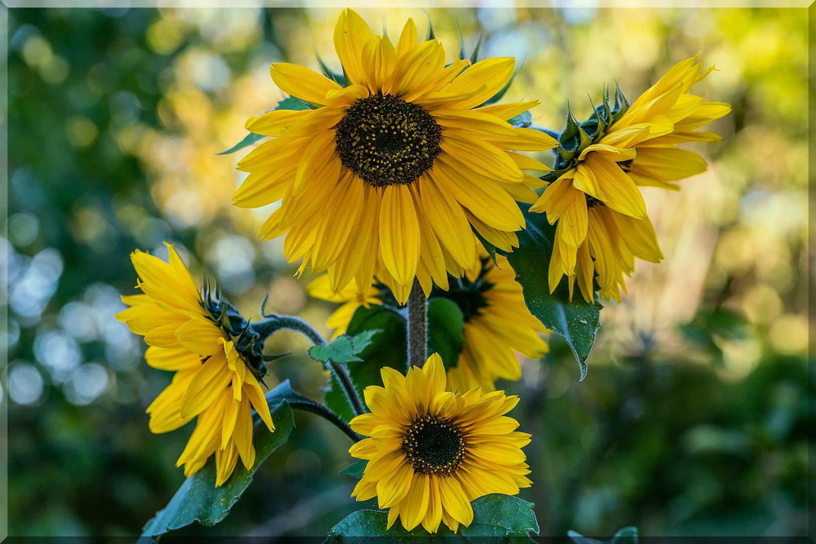 Tschüss Herbst Foto & Bild | pflanzen, pilze & flechten, blüten ...