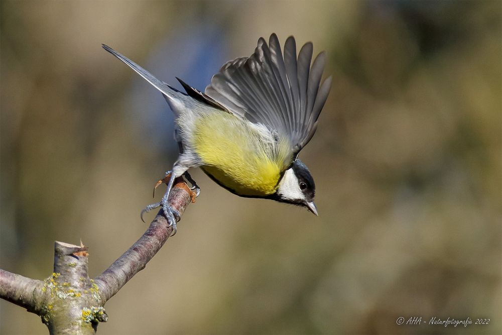 "Tschüss, ich muß los!" Foto & Bild | tiere, wildlife, wild lebende ...
