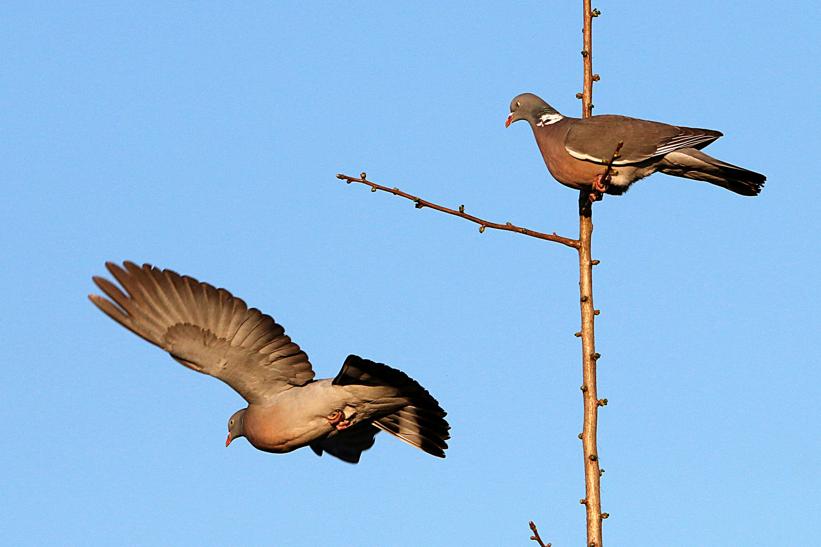 Tschüss, kannst ja nachkommen Foto & Bild | natur, tiere, vögel Bilder ...