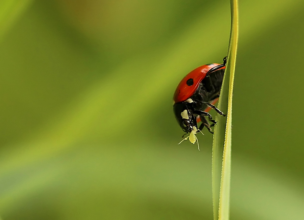 Tschüß, Laus! Foto & Bild | tiere, wildlife, insekten Bilder auf ...