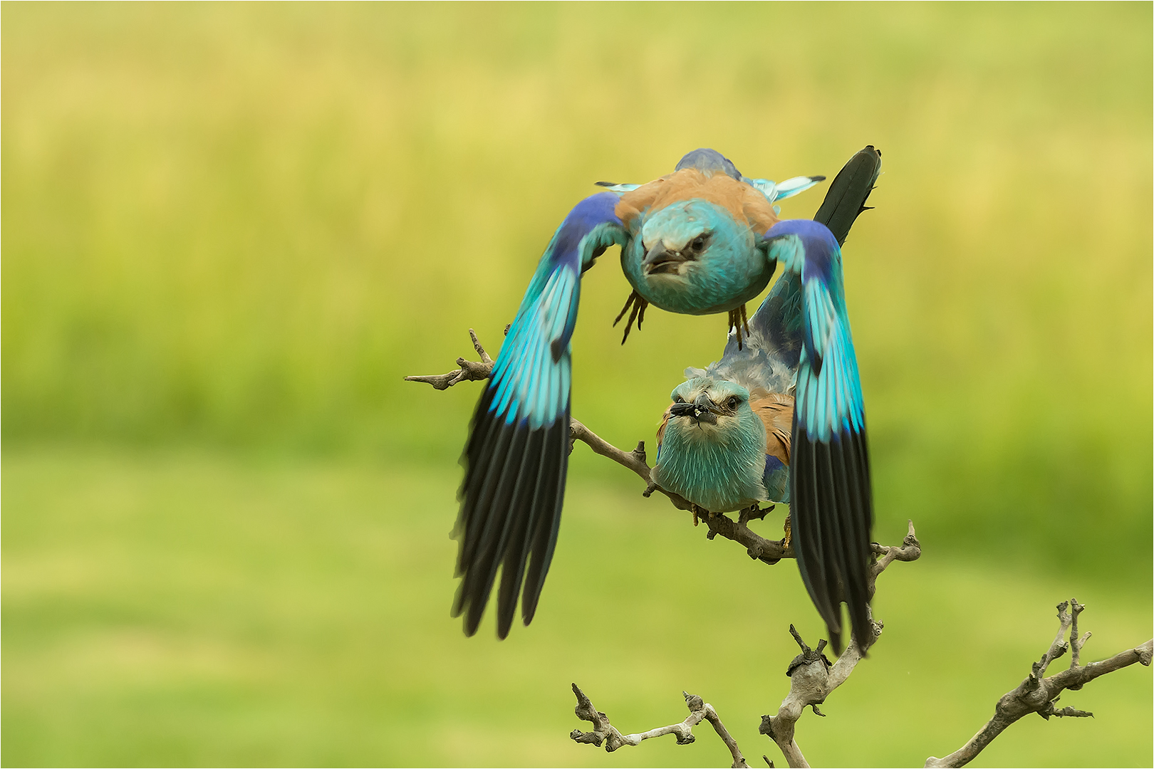 Tschüss Schatz... Foto & Bild | tiere, wildlife, wild lebende vögel ...