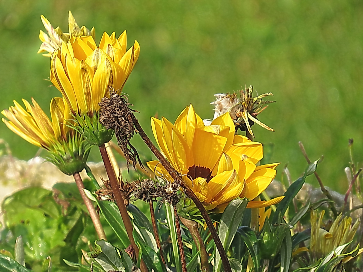 Tschüß, Sommer... Foto & Bild | pflanzen, pilze & flechten, blüten ...