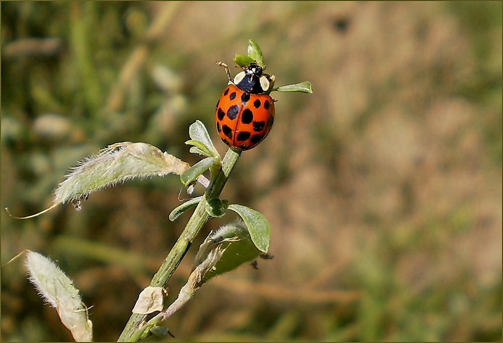 Tschüssi:-)... Foto & Bild | tiere, wildlife, insekten Bilder auf ...