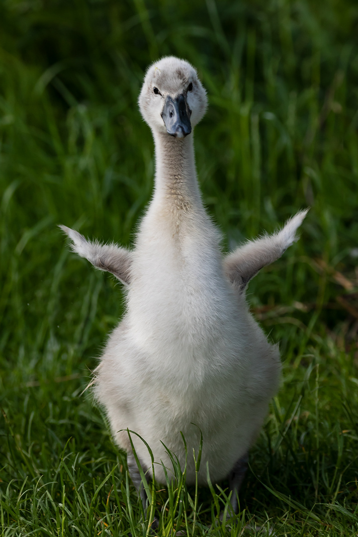 tschüüüüß und winke,winke Foto & Bild | deutschland, europe, hessen ...