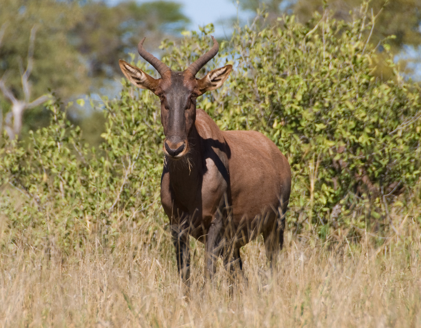 Tsessebe Antelope Foto & Bild | world, wildlife, natur Bilder auf ...